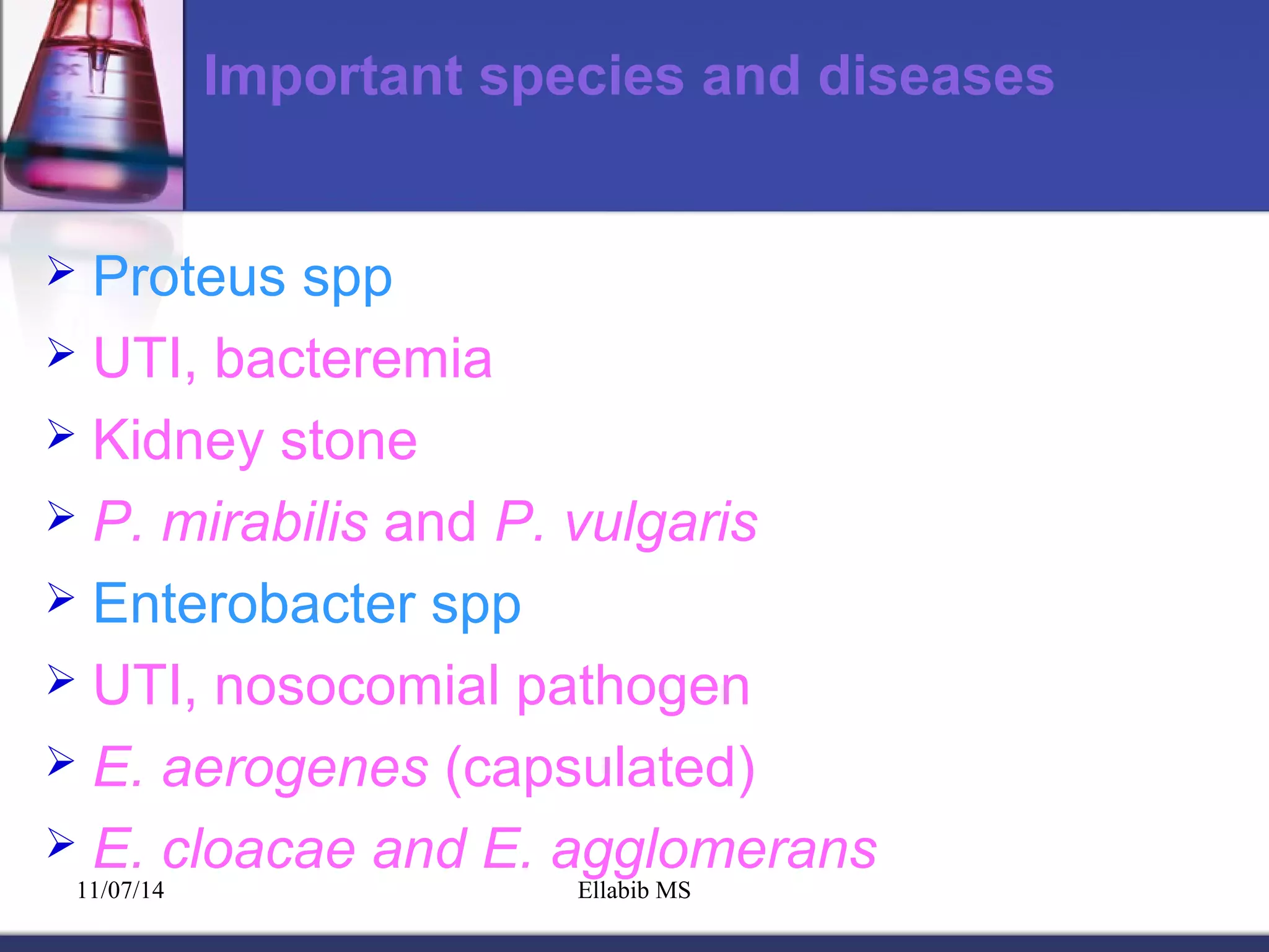 Lab identification of enterobacteriacae | PPT