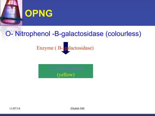 Lab identification of enterobacteriacae | PPT