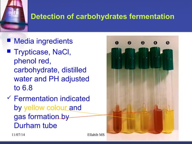 Lab identification of enterobacteriacae | PPT