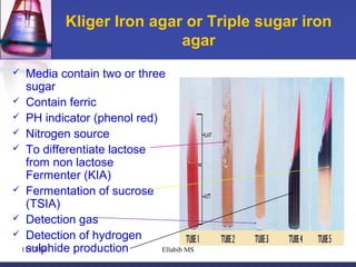Lab identification of enterobacteriacae | PPT