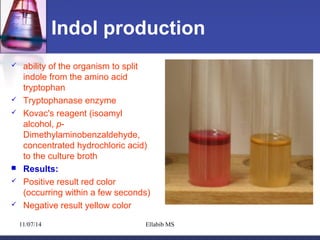 Lab identification of enterobacteriacae | PPT