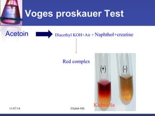 Lab identification of enterobacteriacae | PPT