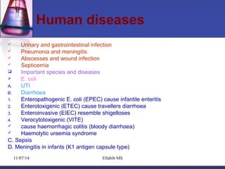 Lab identification of enterobacteriacae | PPT