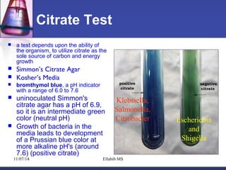 Lab identification of enterobacteriacae | PPT