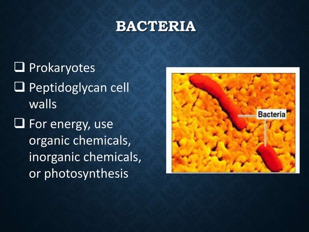 Micriobiology & Microbes | PPT