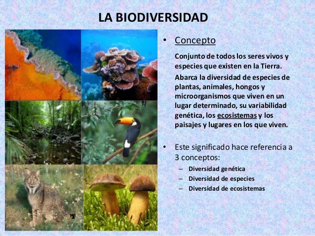 Concepto De Ecosistema Definicin Y Concepto Biodiversidad Definicion