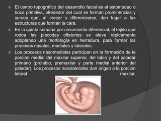 Labio leporino | PPTX