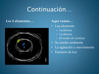 La bioluminiscencia | PPTX