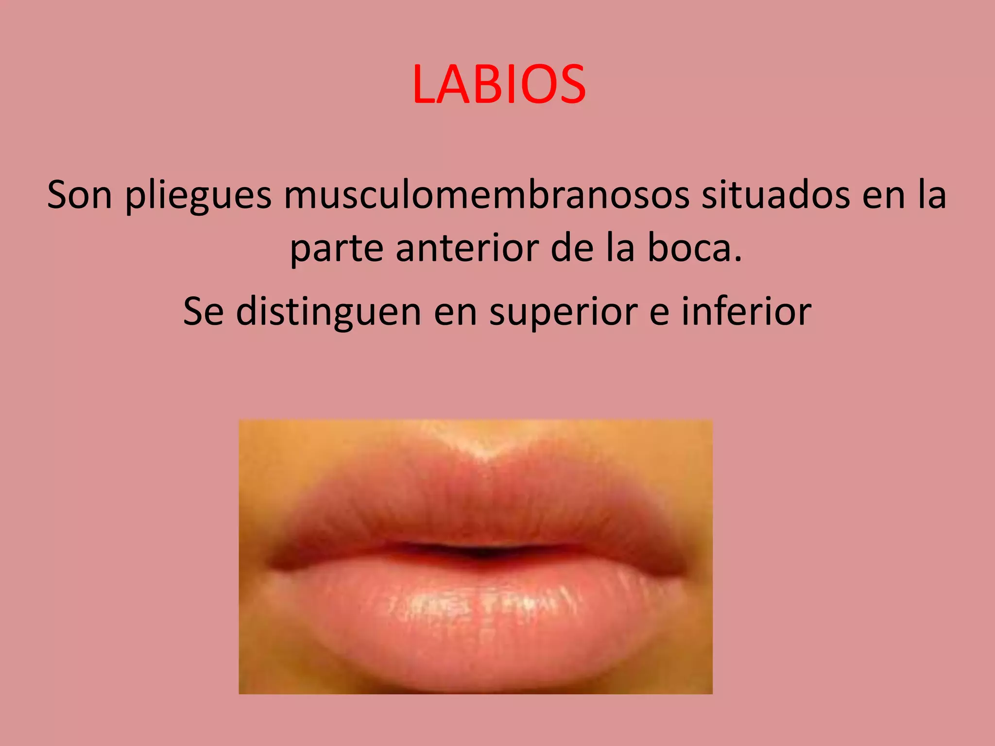 Anatomía de Labios y dientes | PPTX