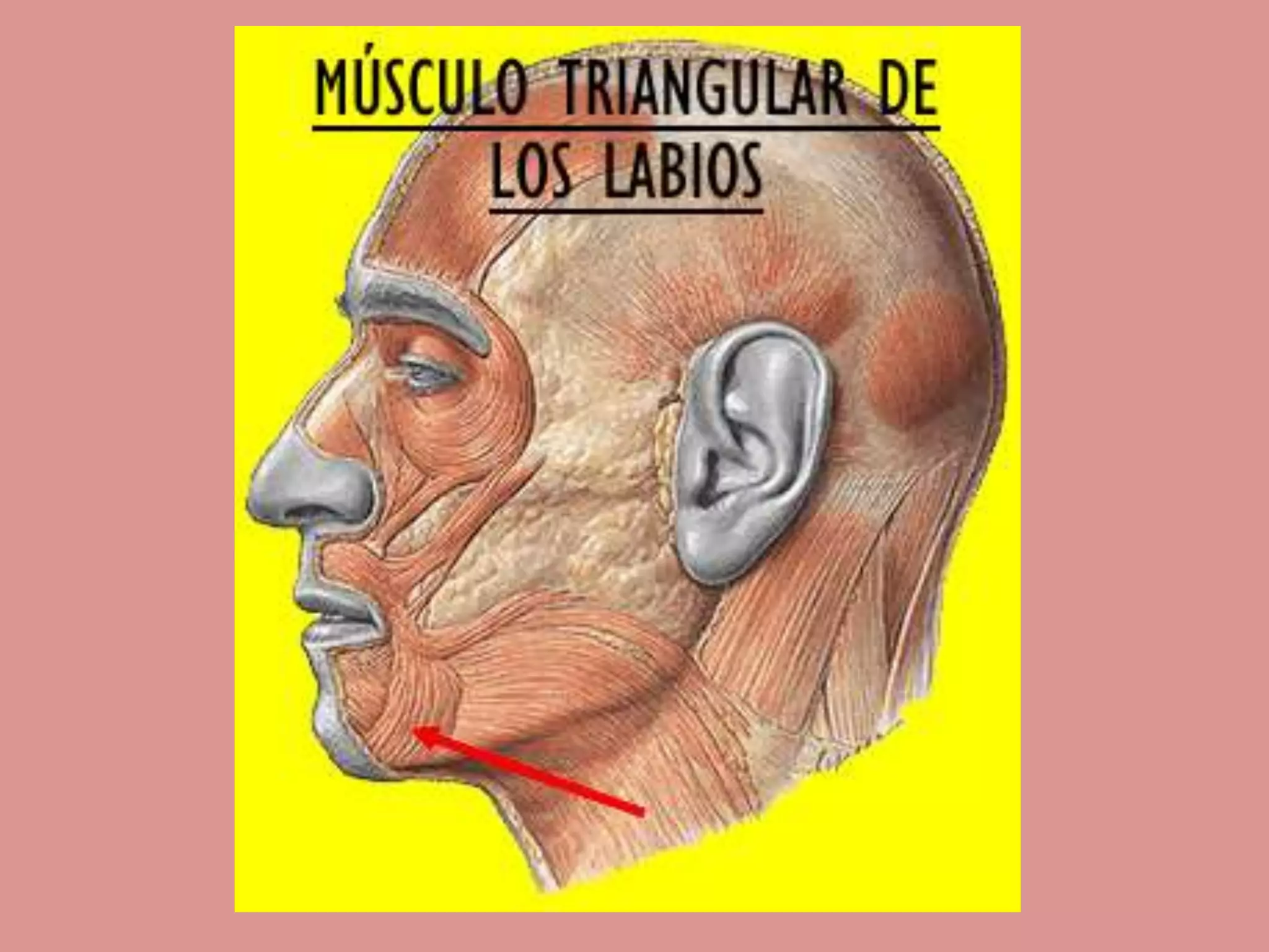 Anatomía de Labios y dientes | PPTX