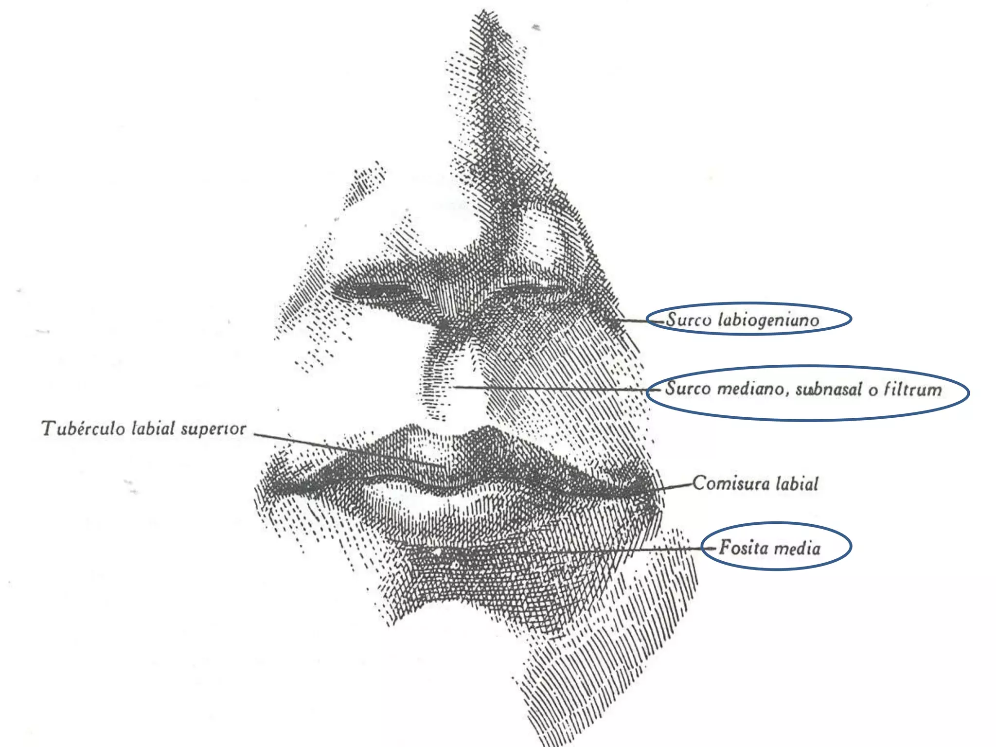 Anatomía de Labios y dientes | PPTX