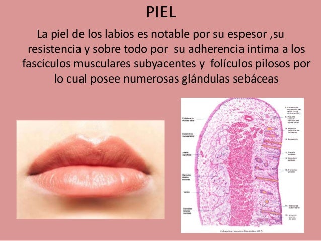 Cancer De Piel En Los Labios