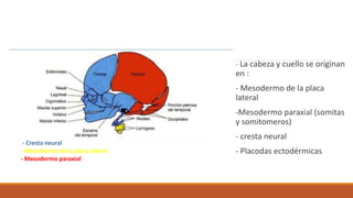 Labio y paladar hendido | PPTX