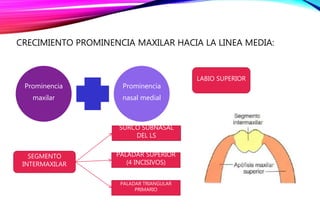 Labio y paladar hendido | PPTX