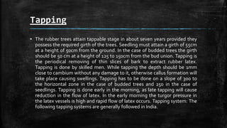 Rubber plant harvesting | PDF