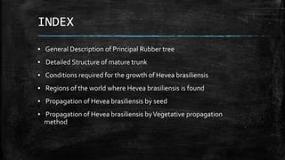 Rubber plant harvesting | PDF