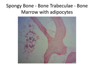 Lab manual (bone)2 (3).pptx