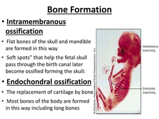 Lab manual (bone)2 (3).pptx