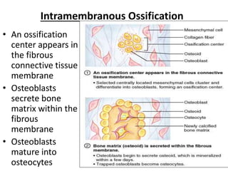 Lab manual (bone)2 (3).pptx