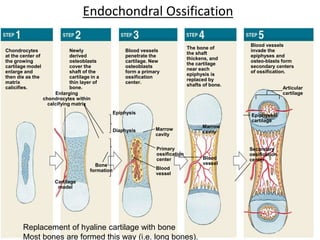 Lab manual (bone)2 (3).pptx