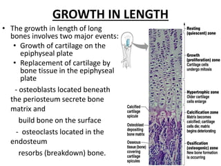 Lab manual (bone)2 (3).pptx