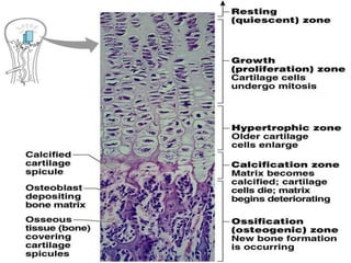 Lab manual (bone)2 (3).pptx
