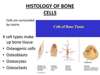 Lab manual (bone)2 (3).pptx
