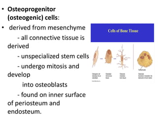 Lab manual (bone)2 (3).pptx