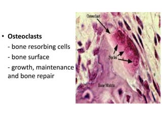 Lab manual (bone)2 (3).pptx