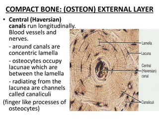 Lab manual (bone)2 (3).pptx