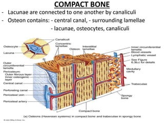 Lab manual (bone)2 (3).pptx