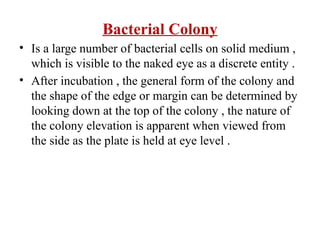 cluture medis bacteria fungi isolation petri | PPT