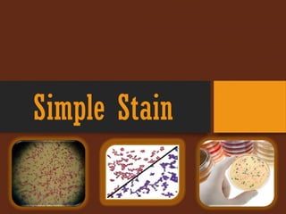 simple stain gram positive gram negative | PPT