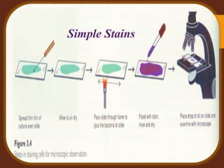 simple stain gram positive gram negative | PPT