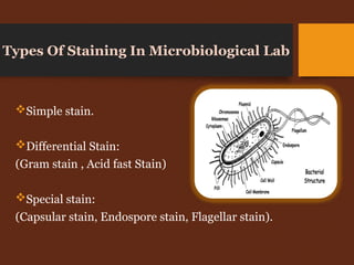 simple stain gram positive gram negative | PPT