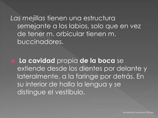 La boca | PPTX