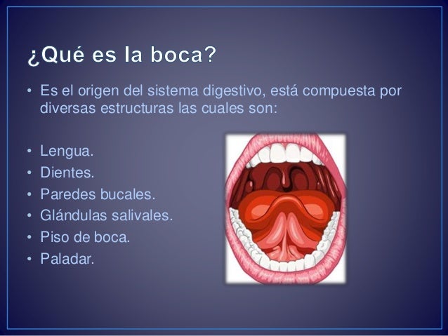 La boca "anatomía y fisiología"