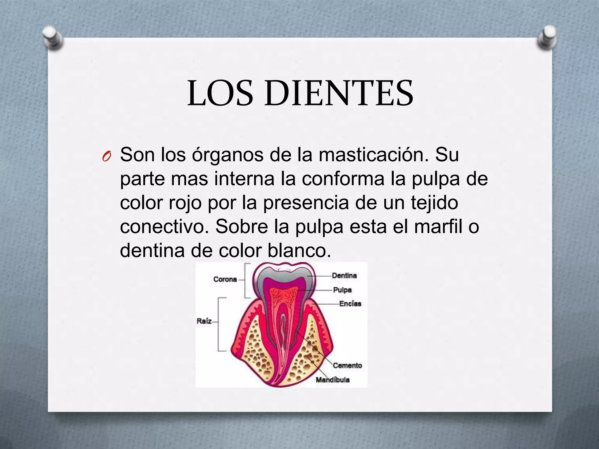 La boca y la digestión bucal | PPT