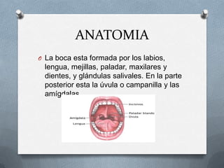 La boca y la digestión bucal | PPTX