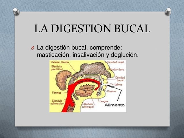 La boca y la digestión bucal