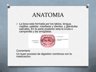 La boca y la digestión bucal | PPTX