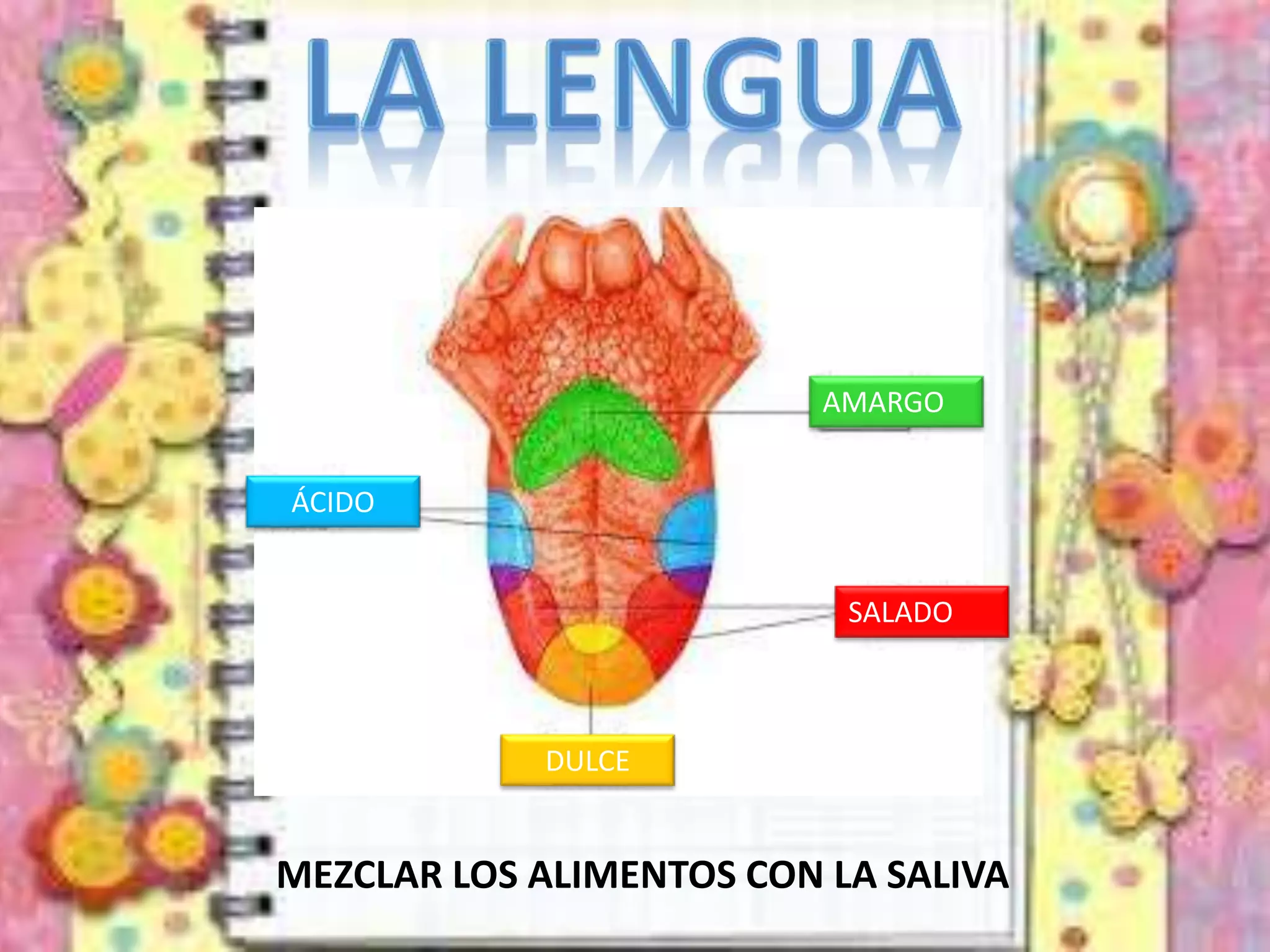 La boca y sus partes | PPTX | Dental Health | Diseases and Conditions