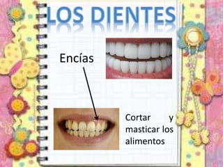 La boca y sus partes | PPTX