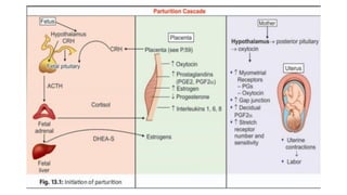 Definition, Stages and Mechanism of labor | PDF