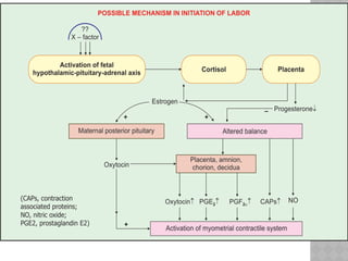 Labor, stages of labor ,cardinal movements | PPTX