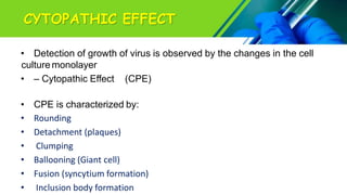 Laboratary diagnosis of viral lesions | PPTX