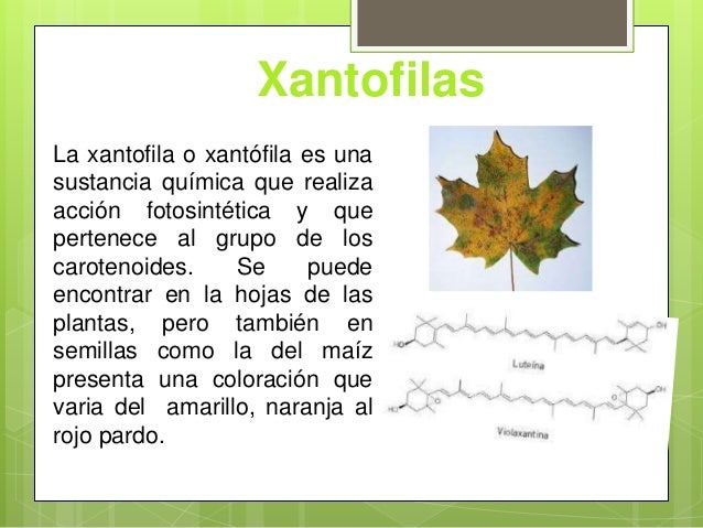 Pigmento Xantofila