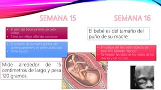 Desarrollo Embrionario | PPTX