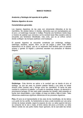 Laboratorio de la anatomia del ave | DOCX