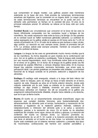 Laboratorio de la anatomia del ave | DOCX